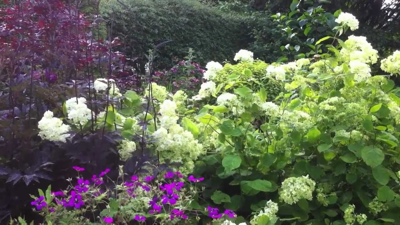 Landscaping With Hydrangeas And Geraniums