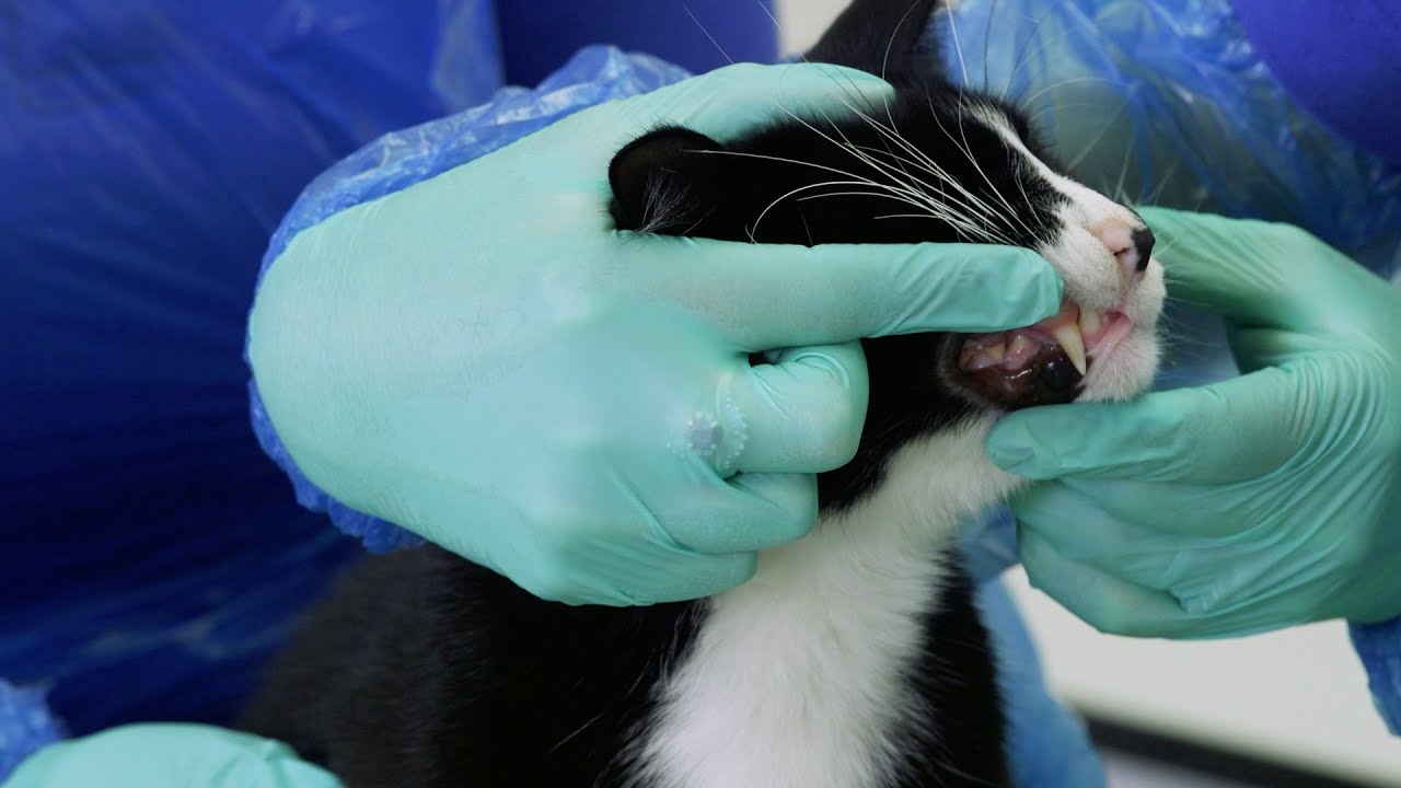 Cats' teeth, oral hygiene and dental issues | Cats Protection advice ...