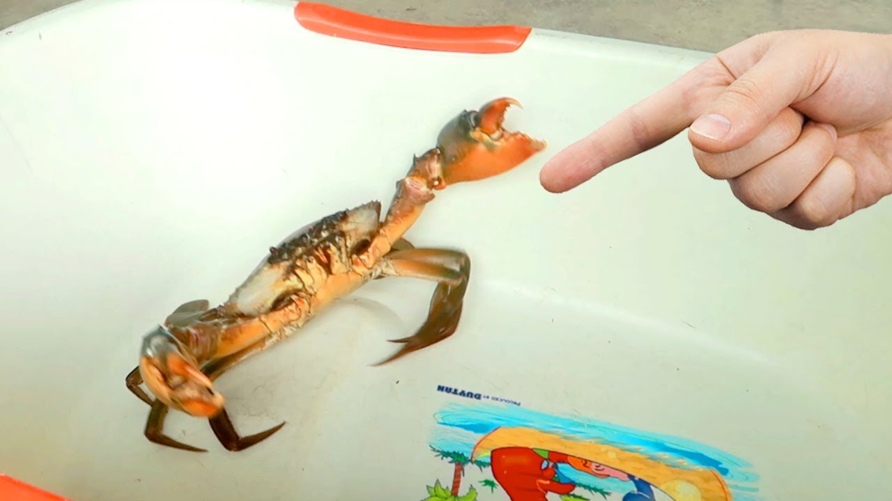 Angry Sea Crab | Simple Countryside Life - YouTube