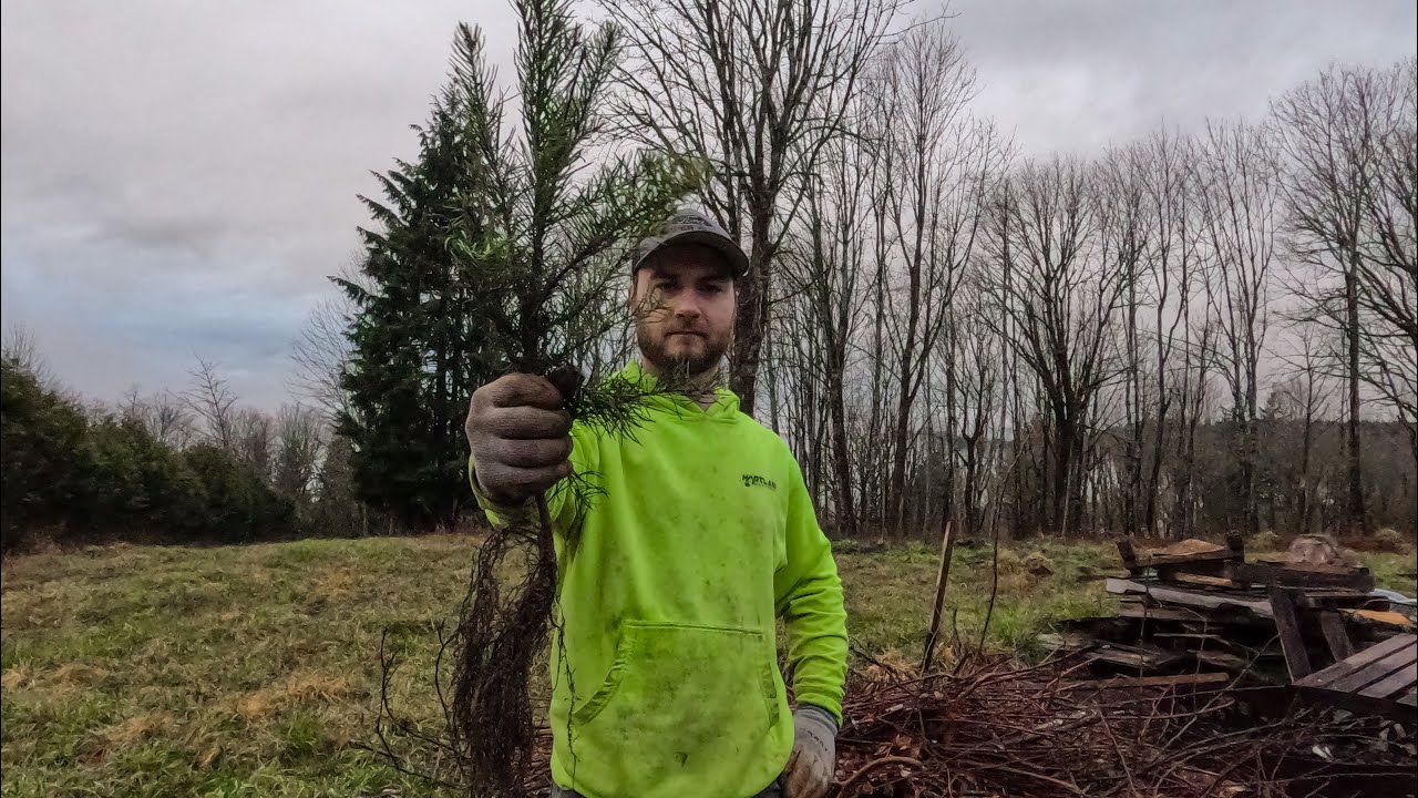 First time planting Doug Fir seedlings - YouTube