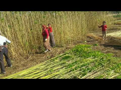 ÇAMLICA KÖYÜNDE KENDİR SÖKÜMÜ