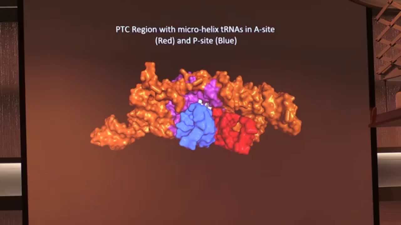 Ribosome Origins and Evolution - Prof. George Fox, University of ...