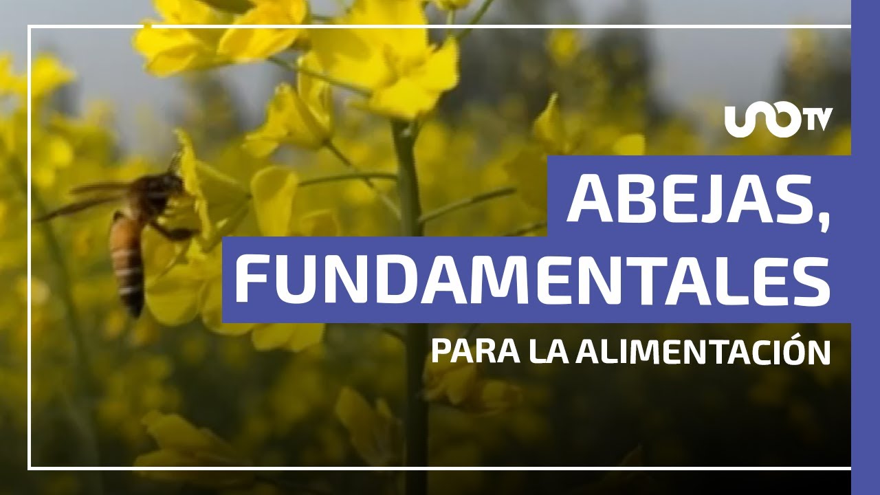 Abejas: 75% de la producción de alimentos depende de ellas - YouTube