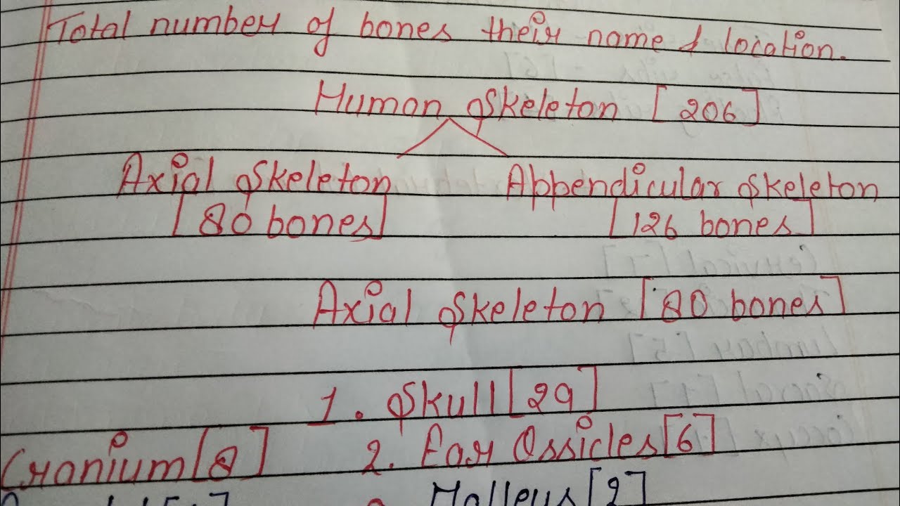 human-bones-name-and-location-human-skeleton-physiotherapists