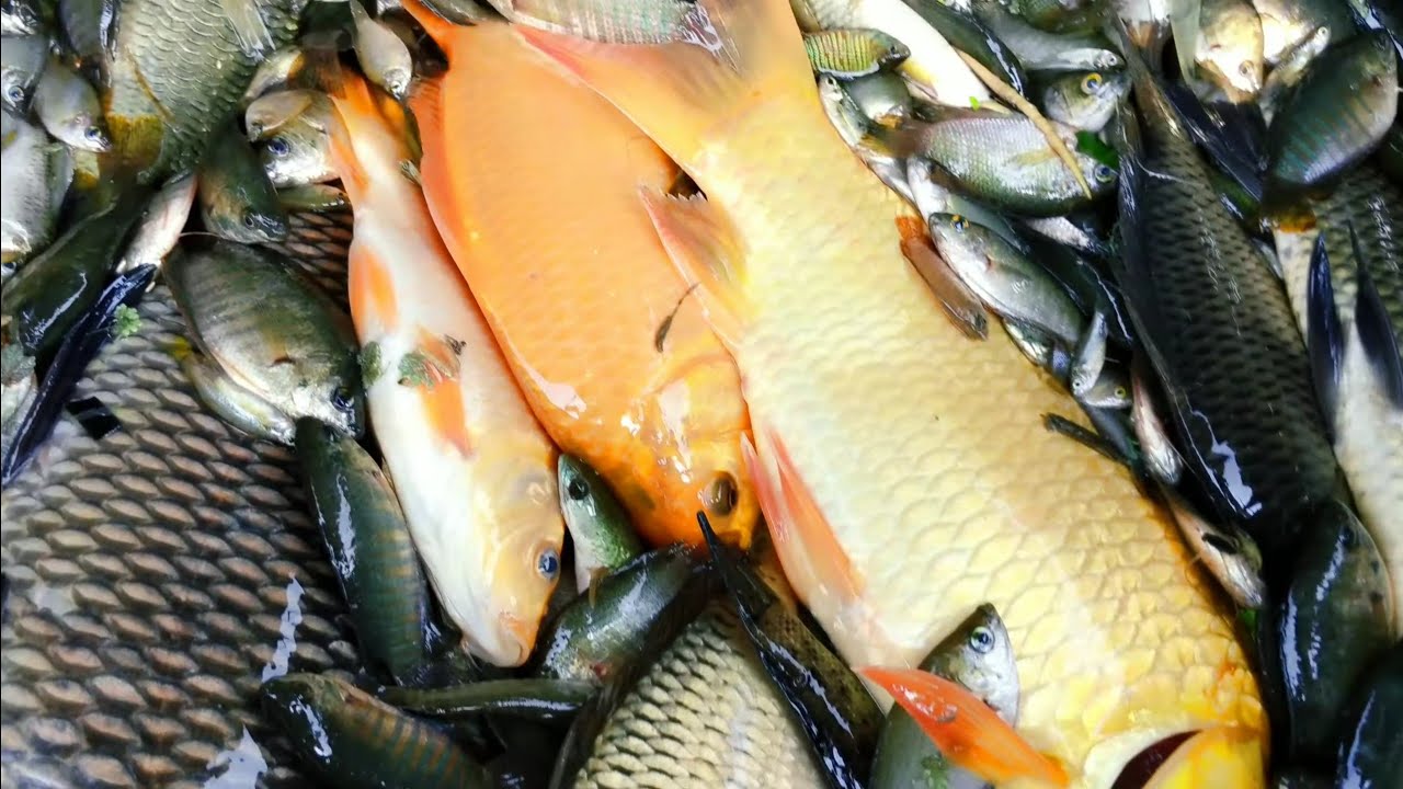 many fish catching in village ||amazing fishing||fishing master catch ...