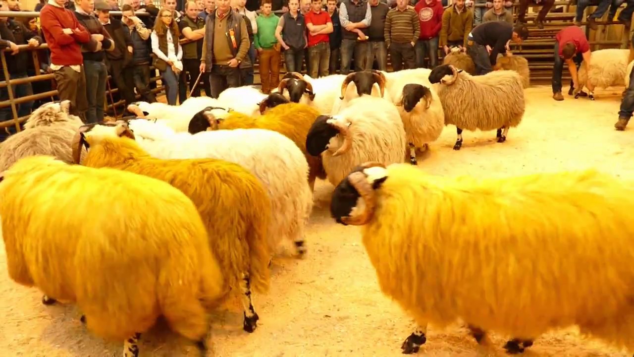 MOURNE BLACKFACE Ram Lamb Classes 2016 - YouTube