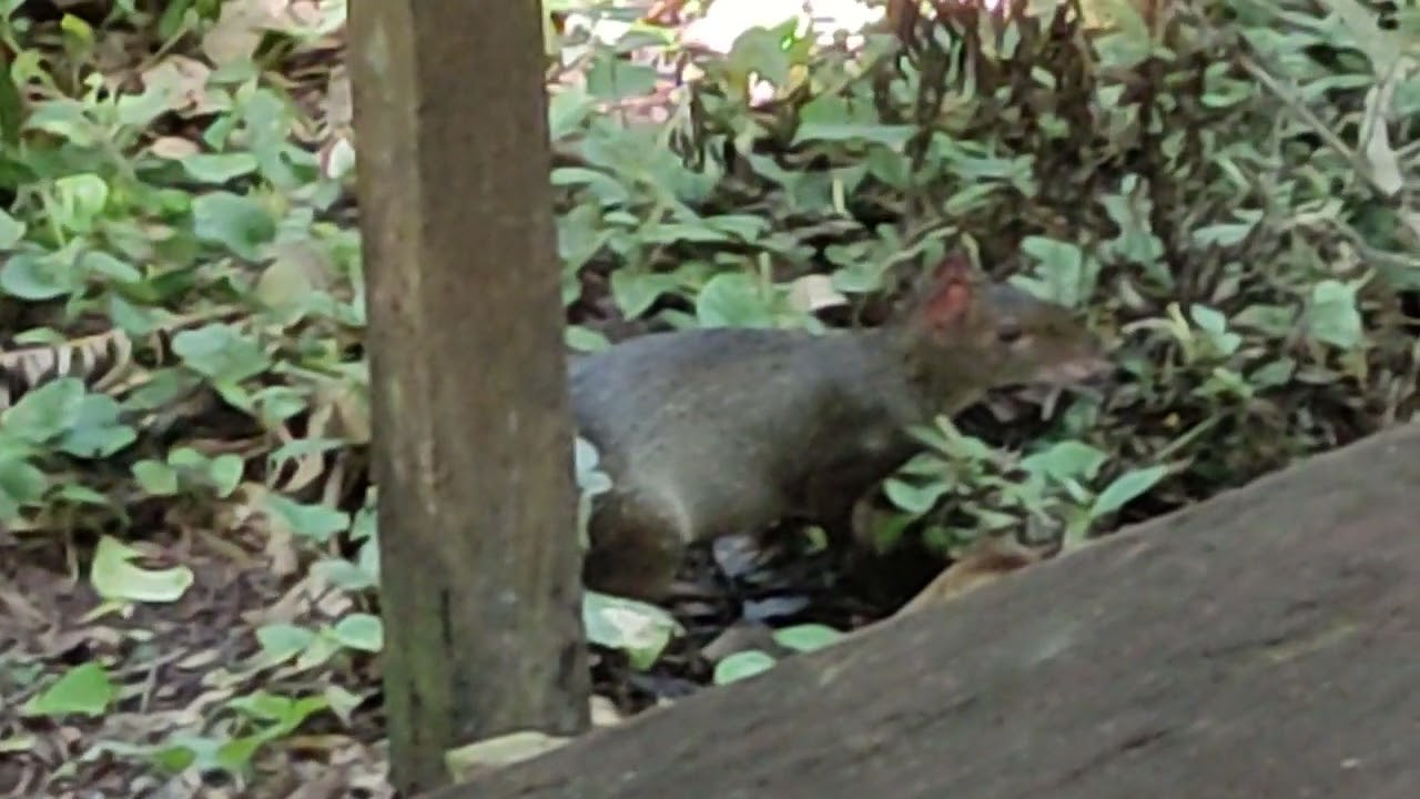 este animal se llama Seréque - YouTube