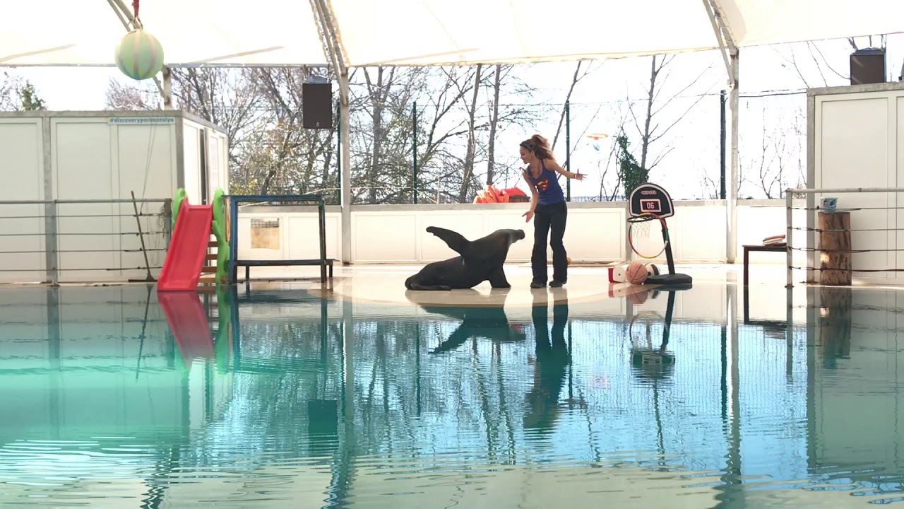 dance with sea lion - YouTube