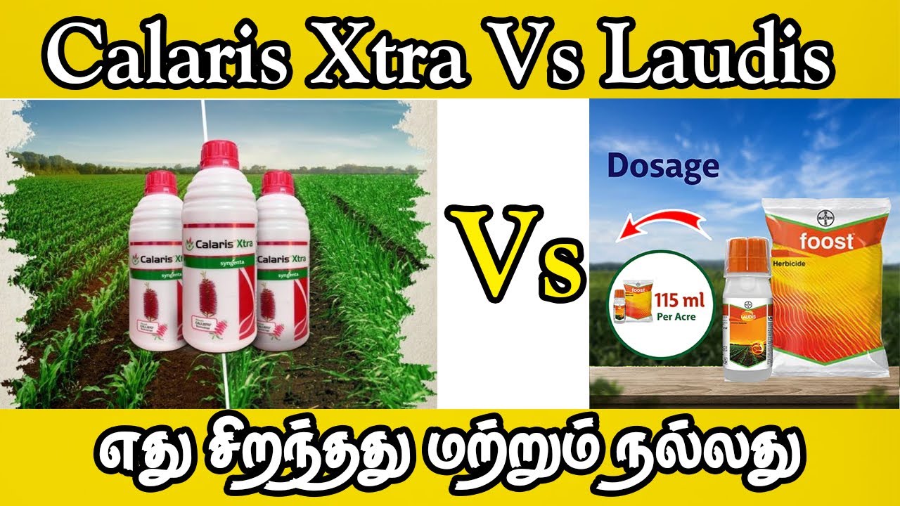 எது சிறந்தது | Calaris Xtra Vs Laudis | Syngenta | Calaris Xtra | Maize ...