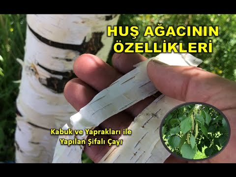 Huş Ağacının Özellikleri Betula Kabuk ve Yaprağının Şifalı Kullanımı