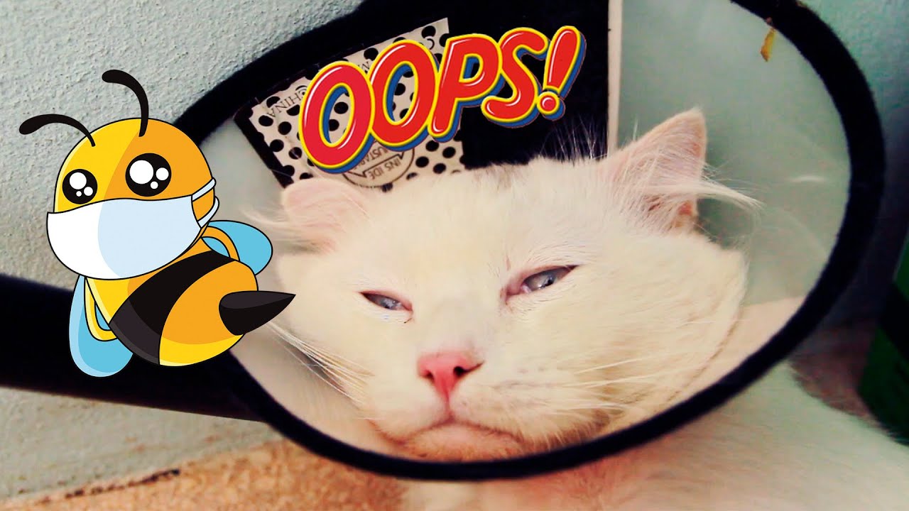 The result of poking little BEES - YouTube