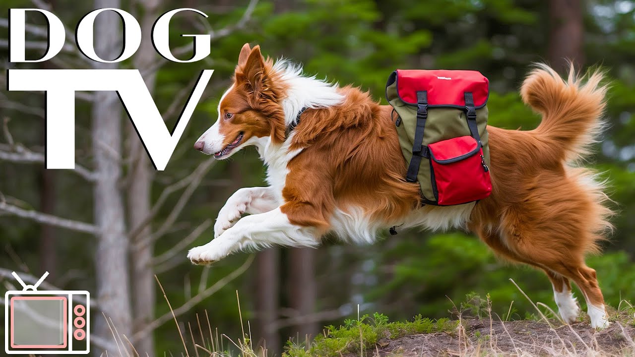 Dog TV: Virtual Dog Walks for Entertainment | Soothing Music to Calm ...