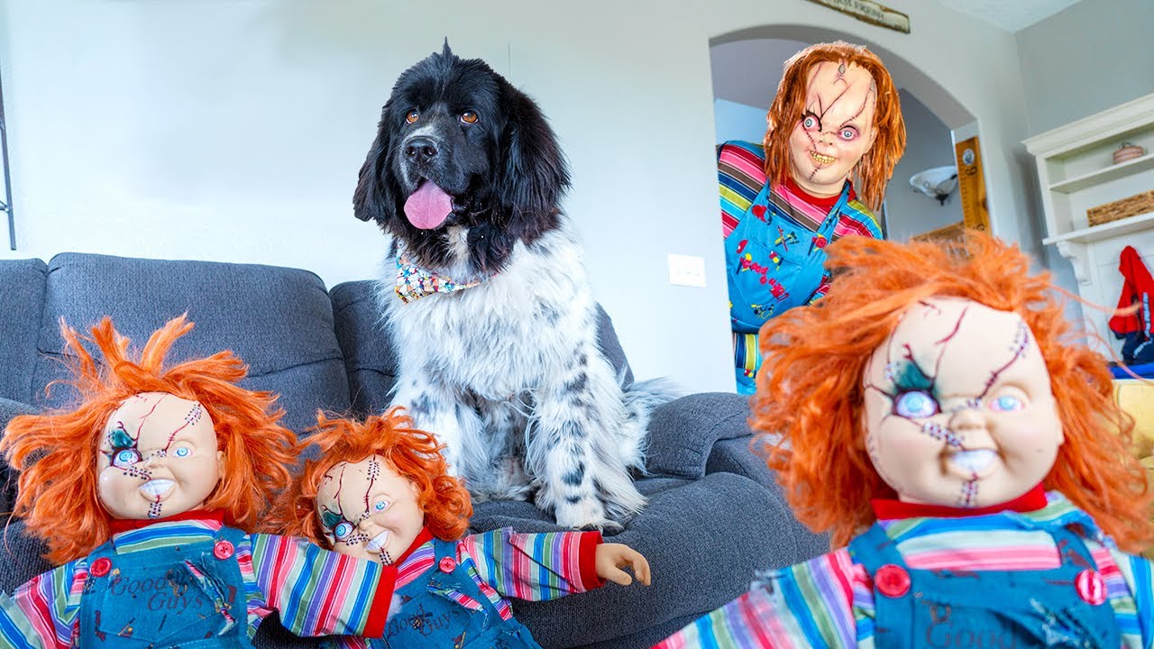 Wolf SAVES Puppy from Chucky! - YouTube