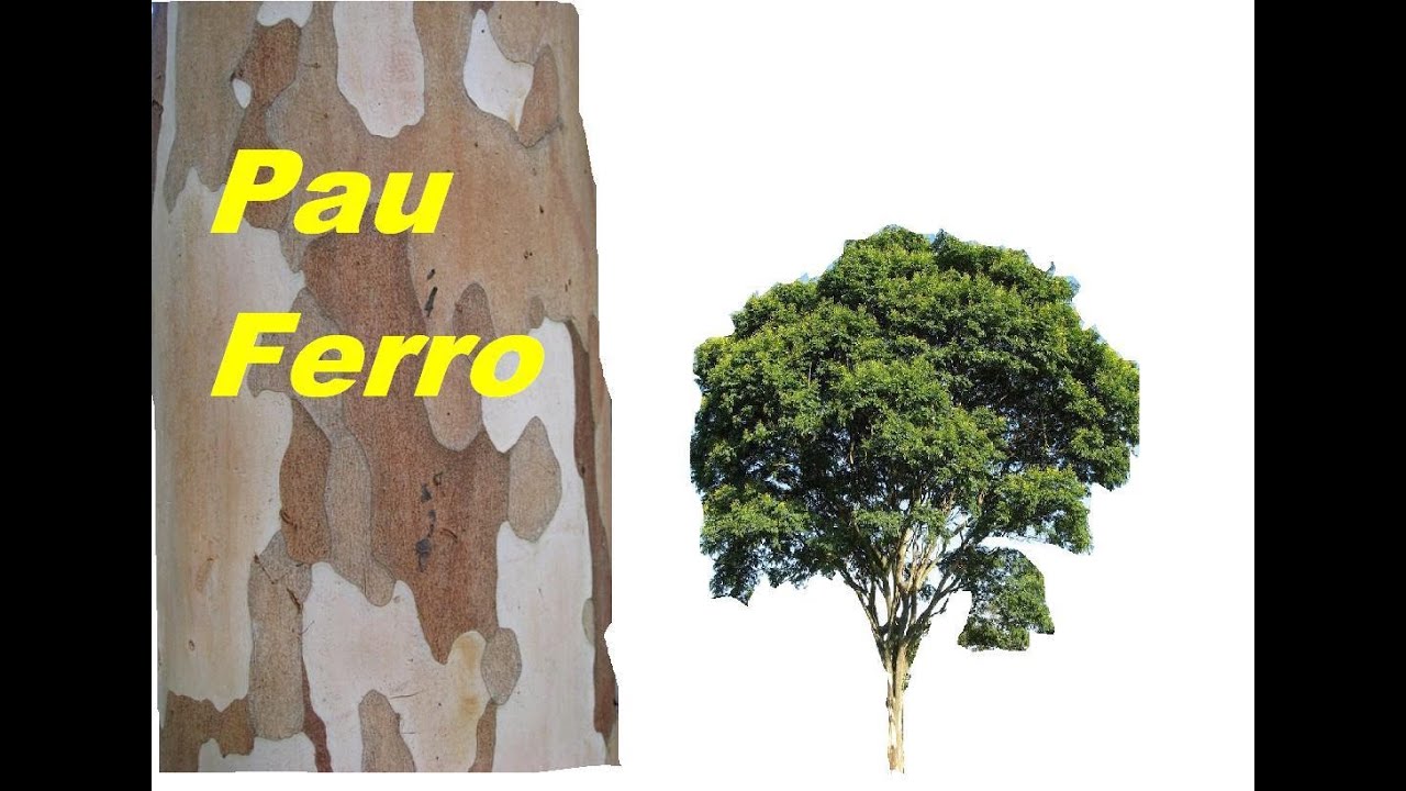 Pau ferro - demonstração - YouTube