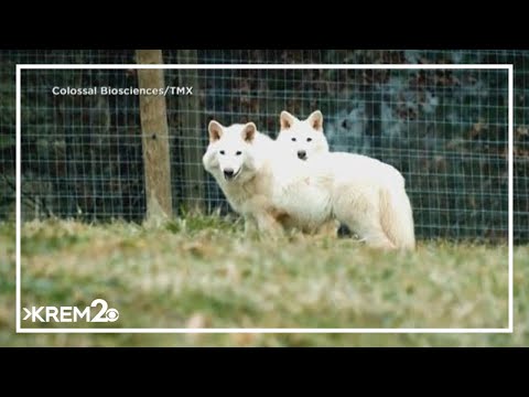 Scientists modify wolf DNA to 'recreate' extinct dire wolves - YouTube
