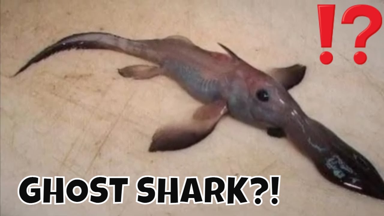 GHOST SHARKS - LONG-NOSED CHIMAERA - YouTube