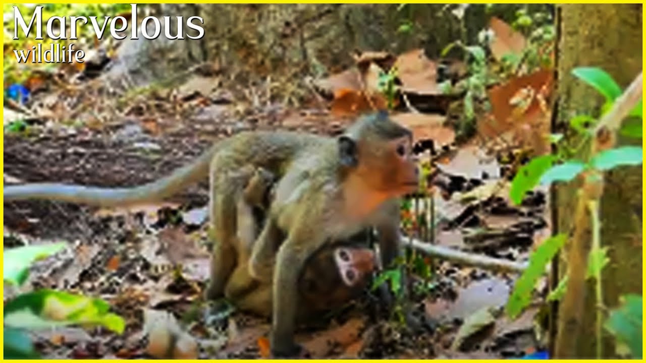 Great Saxon take care Jonna, Beautiful wildlife monkeyy - YouTube