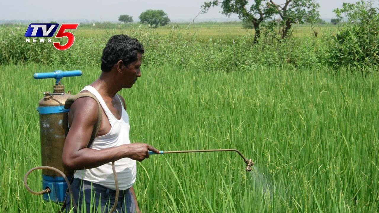 Experts Suggestions For Paddy Crop Protection Annapurna Telugu News experts-suggestions-for-paddy-crop-protection-annapurna-telugu-news