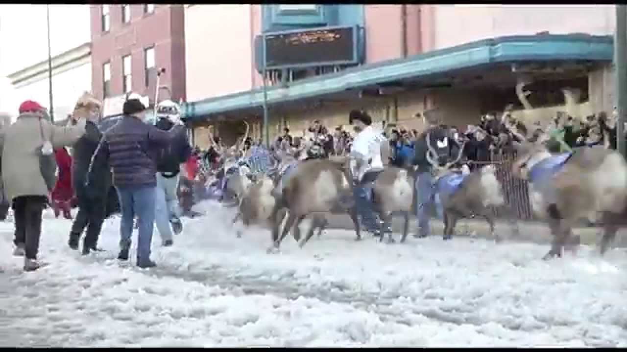 running with reindeer 2015 - YouTube