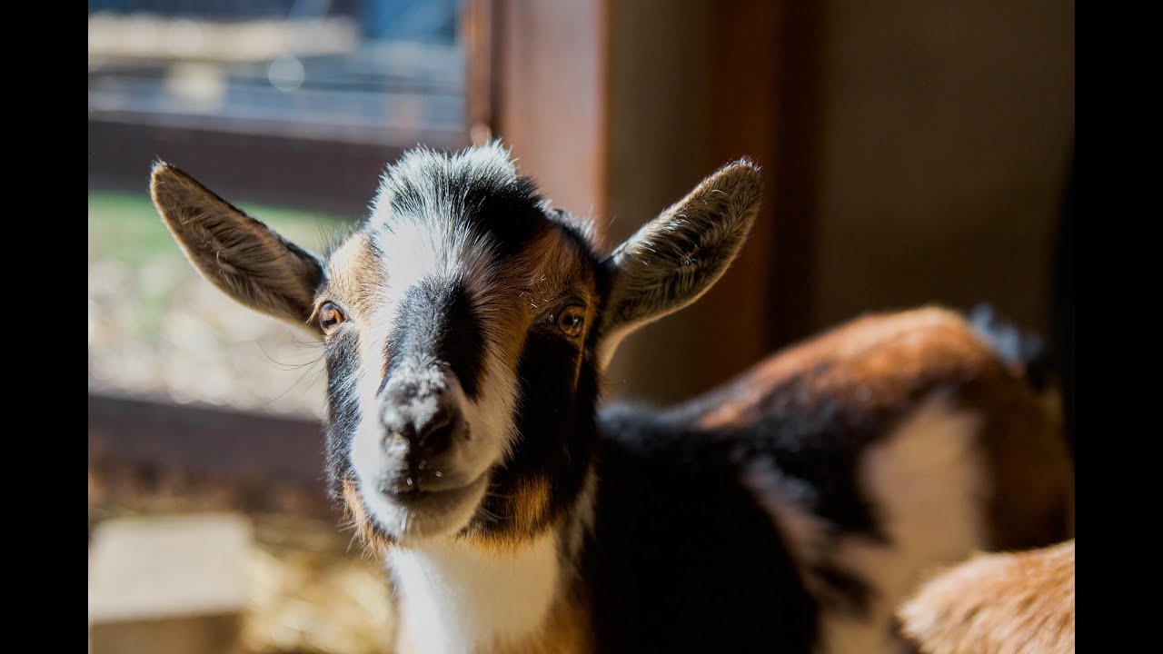 How Do I Have Goats In My Suburban Backyard? - YouTube