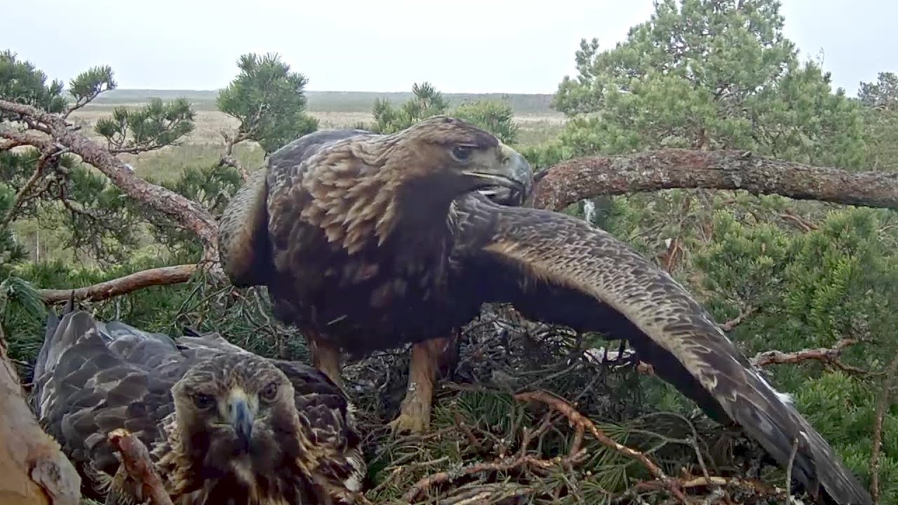 Kaljukotkas1~Helju takes a break🛫 Kalju comes home🛬~9:35 am 2024/04/01 ...