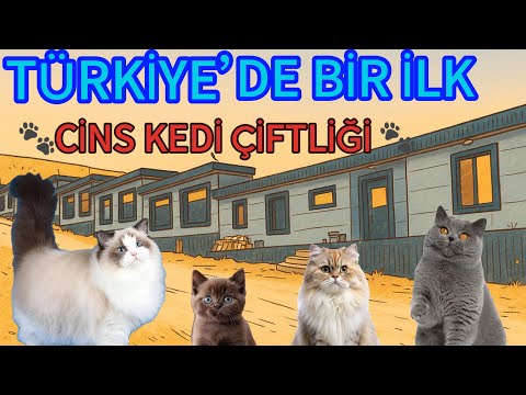 TÜRKİYE DE İLK! CİNS KEDİ ÇİFTLİĞİ! Kısa bir tanıtım #vlog