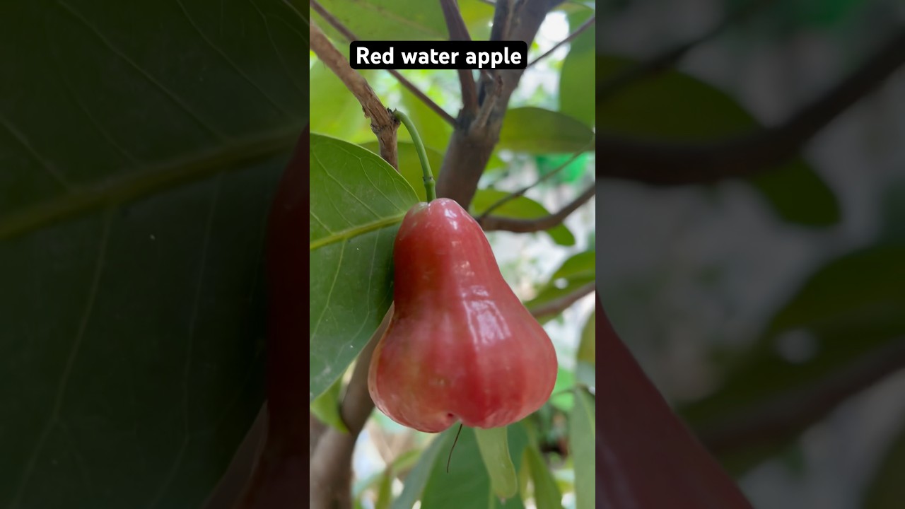 Red water apple 🍎#gardenplants fruits#jambhu#organic#youtubeshorts # ...