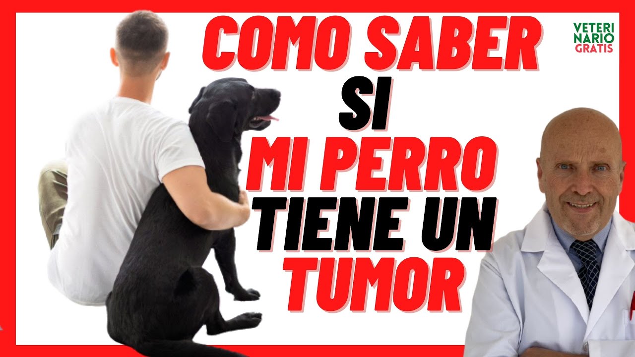 Como Saber Si Un Perro Tiene Cancer