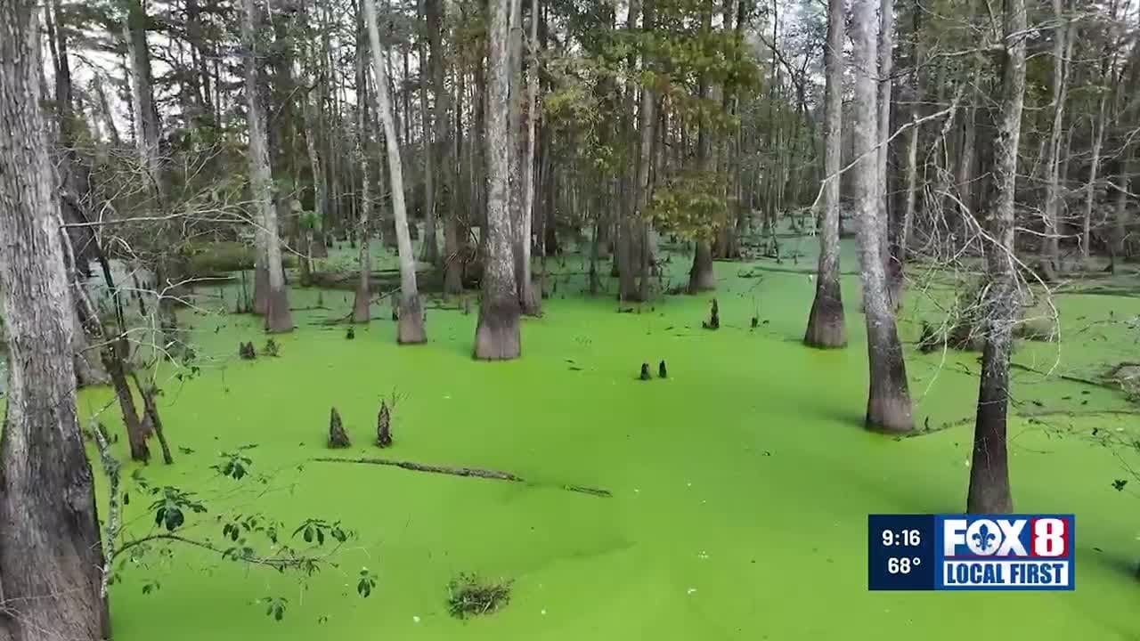 Early work begins on project to route fresh water into dying Maurepas ...