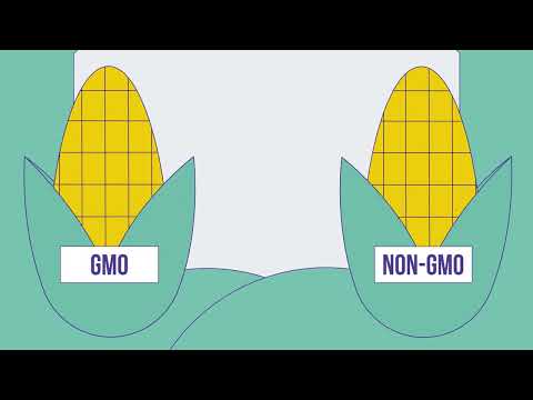 How Can Gmos Increase Our Access To Healthy Food