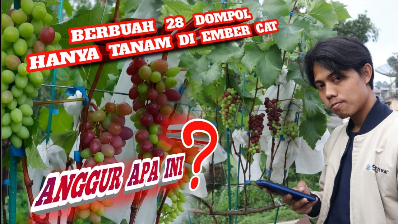 ubdate pembuahan anggur jupiter ( REVEW RASA JUPITER ) - YouTube