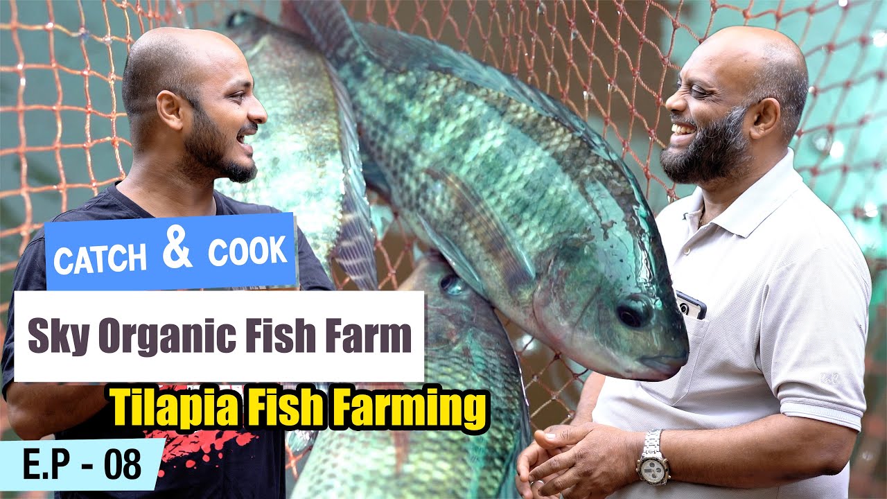 The Hard Work Behind Sky Organic Fish Farming of Tilapia Fish | EP - 08 ...