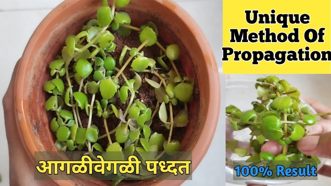 Unique Technique of Tangle heart Propagation | एकदा करून बघा | Tangle ...