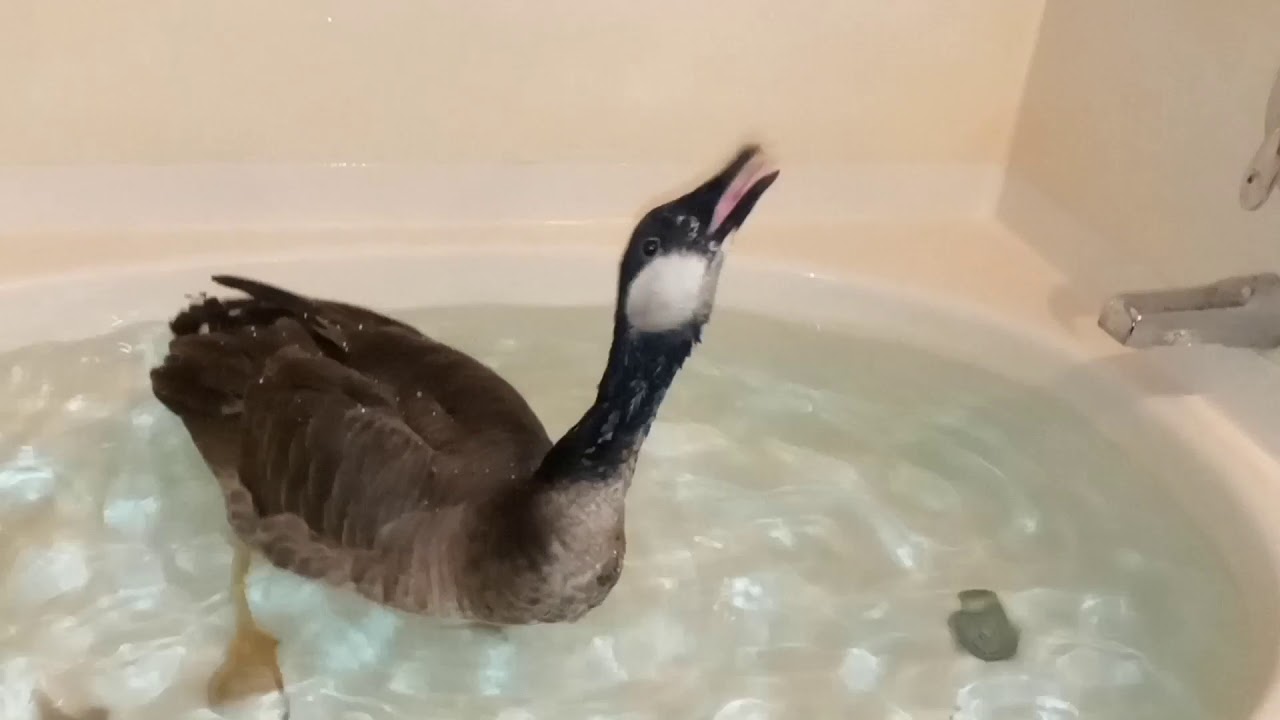 Choking Goose?? On phone with Vet but would appreciate input... - YouTube
