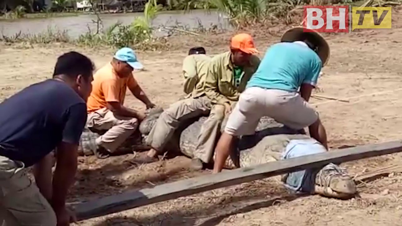 Jengkaut angkat Sang Bedal - YouTube