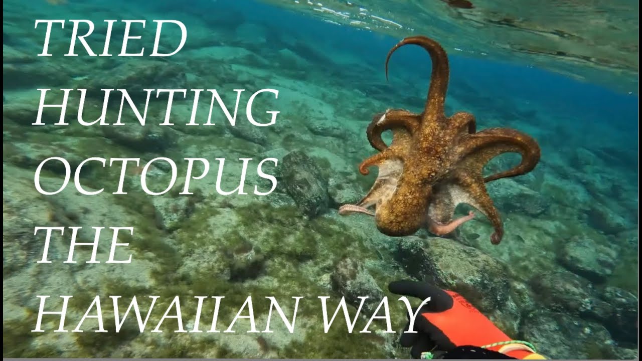 Tried hunting octopus the Hawaiian way.. here’s how it went! (Reaction ...