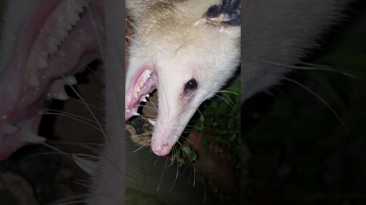 RABID HONEY BADGER ATTACK! 🦡 - YouTube