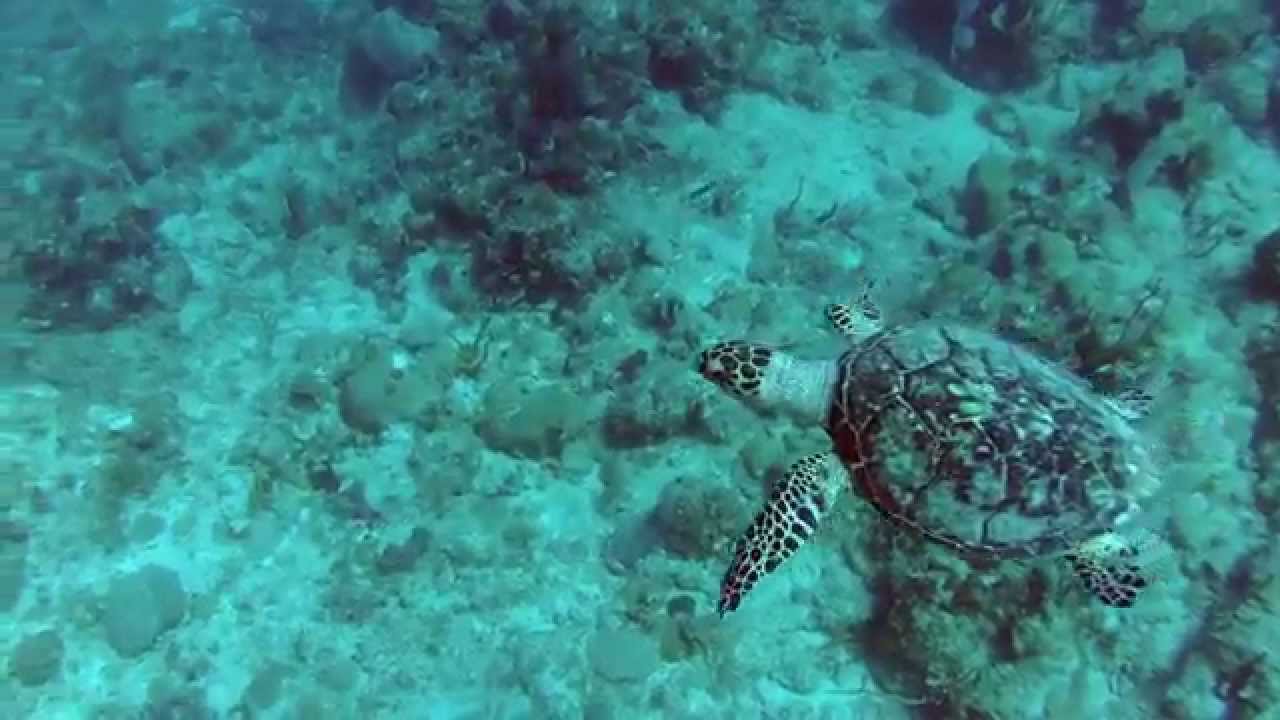 Sea Turtle in St Thomas - YouTube