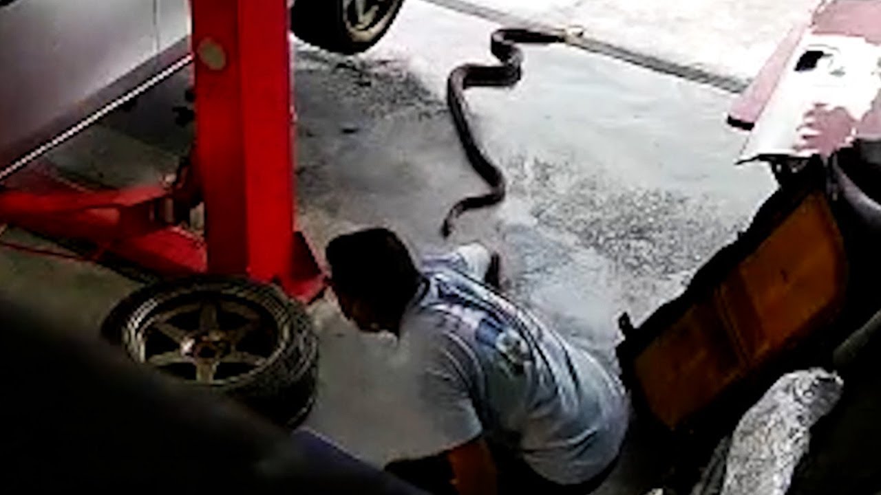 Snake Slithers Into Car Mechanic's Workshop - YouTube