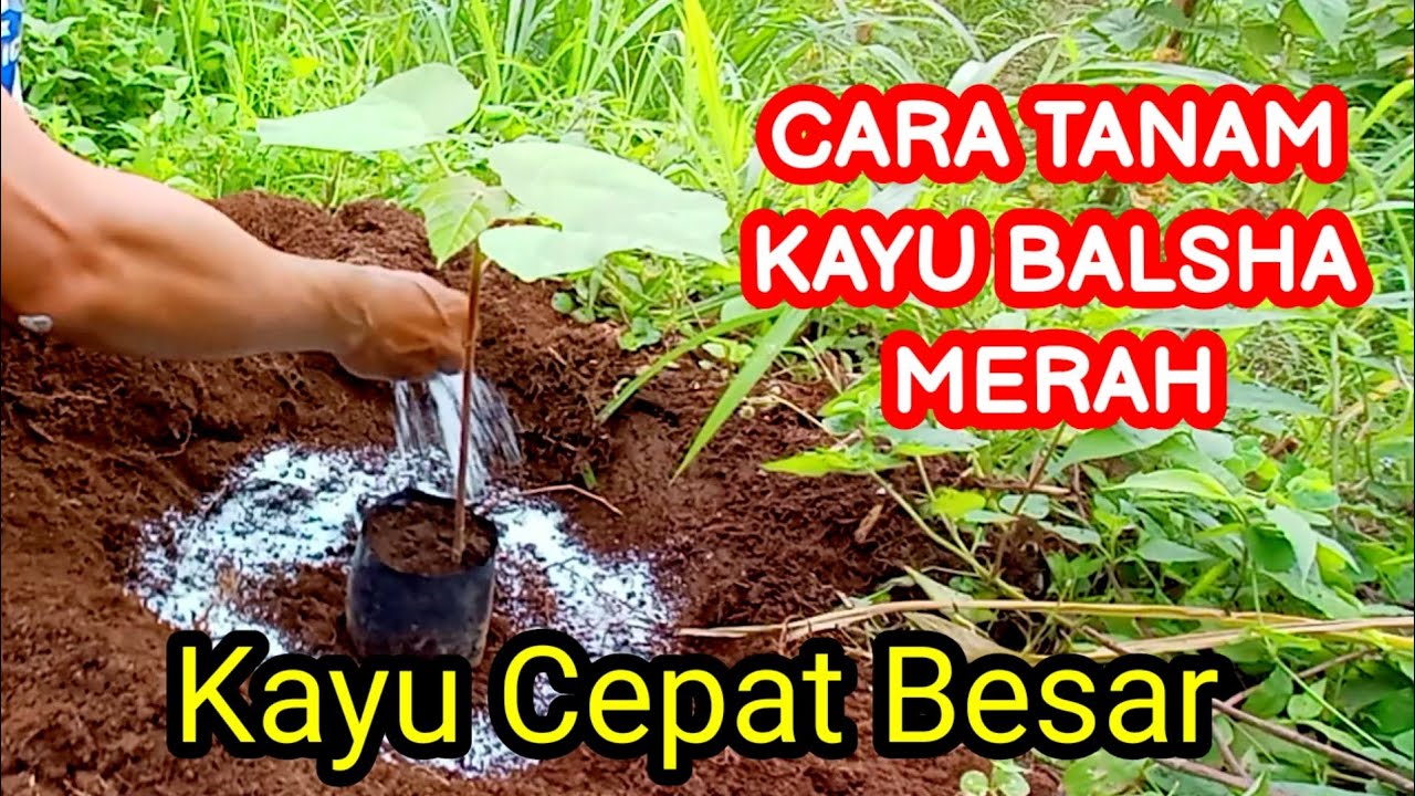 cara tanam kayu balsa merah - YouTube