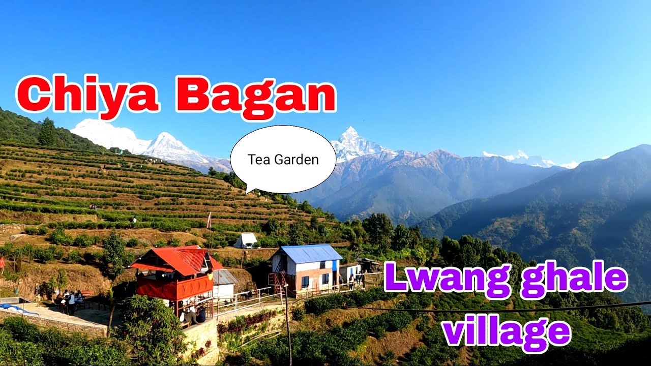 Lwang ghale village//Tea garden - chiya bagan Day 2 - YouTube