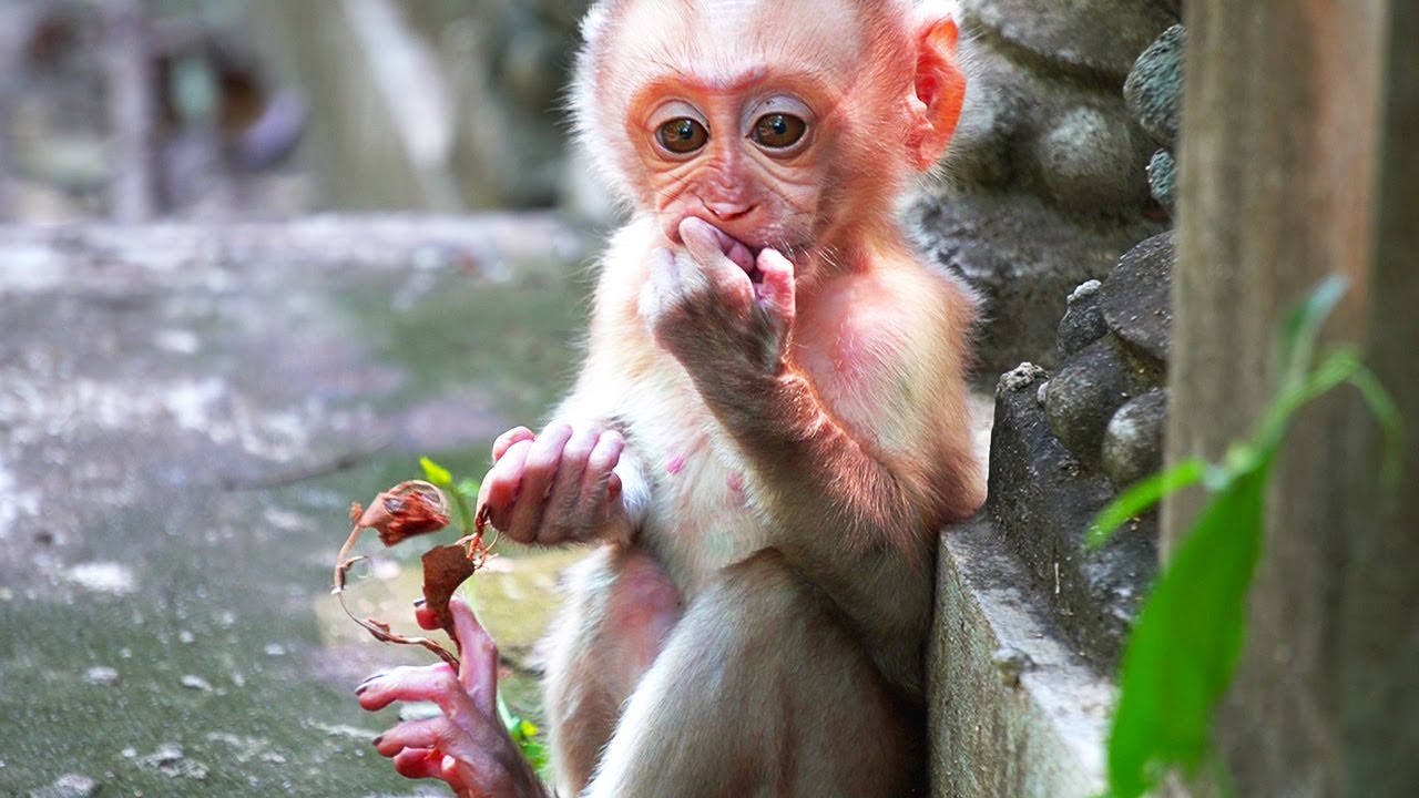 Beyond Fun and Games: The Crucial Role of Monkey Play in Development ...