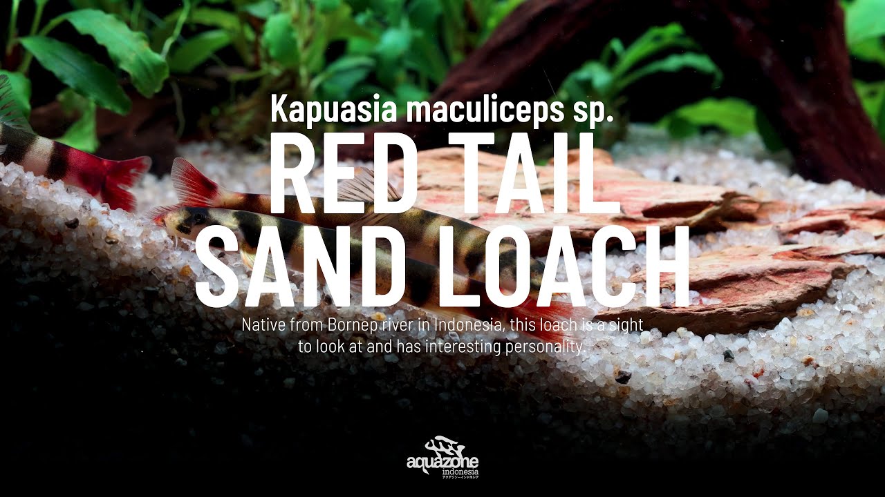 Red Tail Sand Loach from Borneo Indonesia by Aquazone Indonesia 4K ...