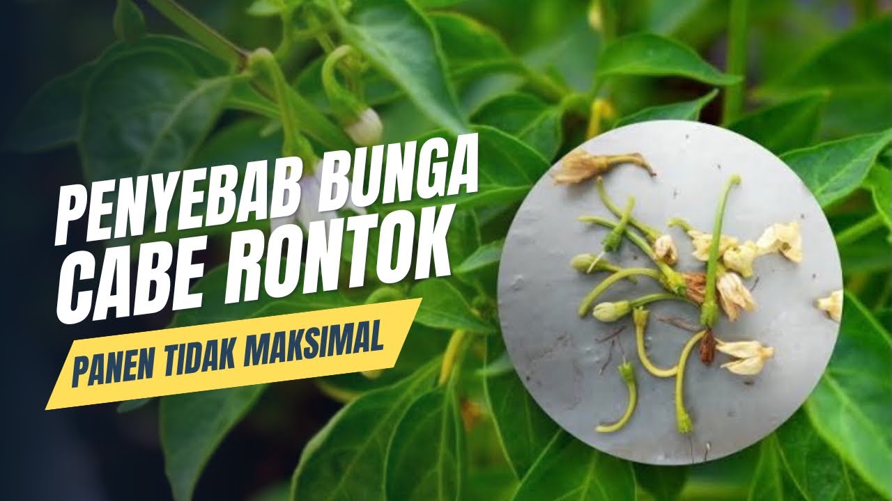 PENYEBAB BUNGA CABE RONTOK - YouTube