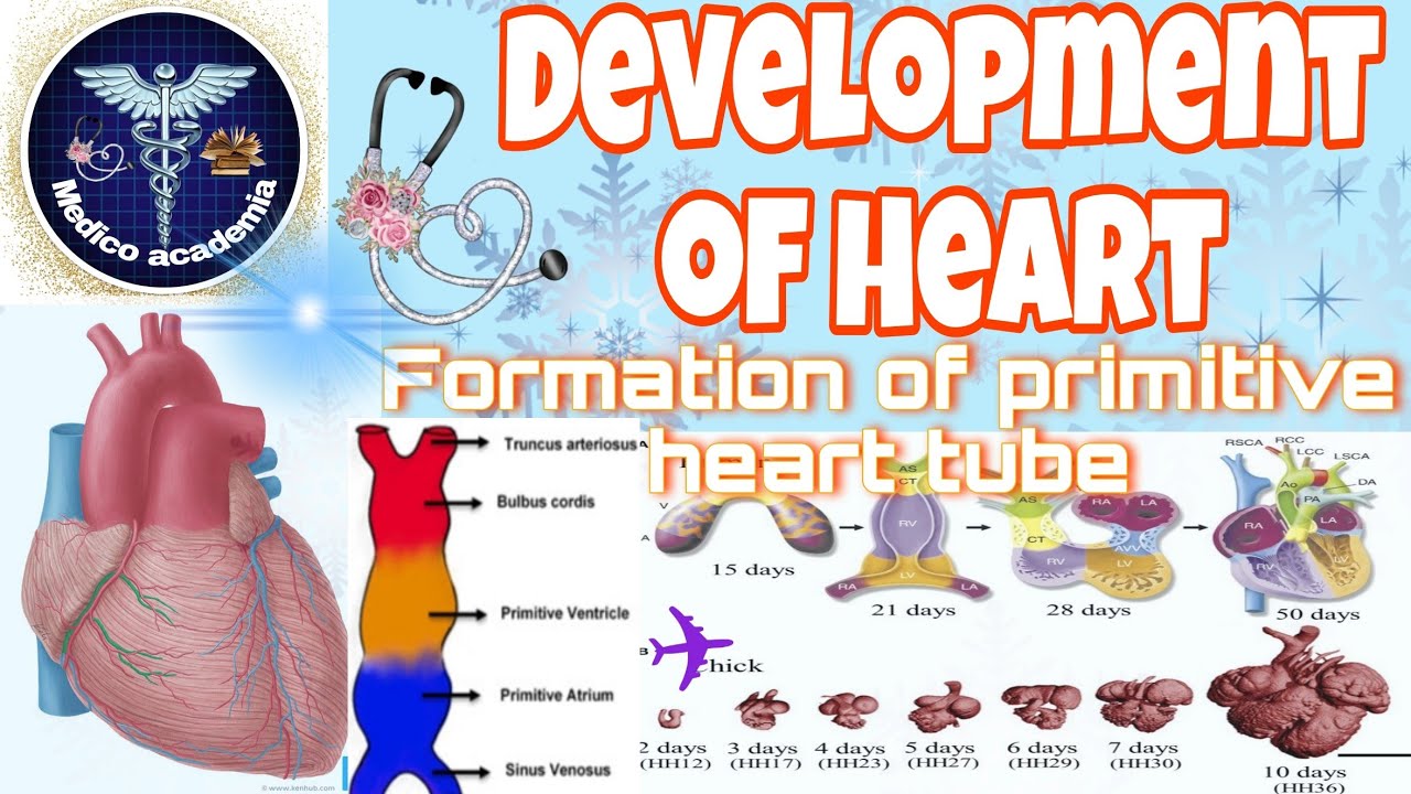 Development of heart…Formation of primitive heart tube..#embryology # ...
