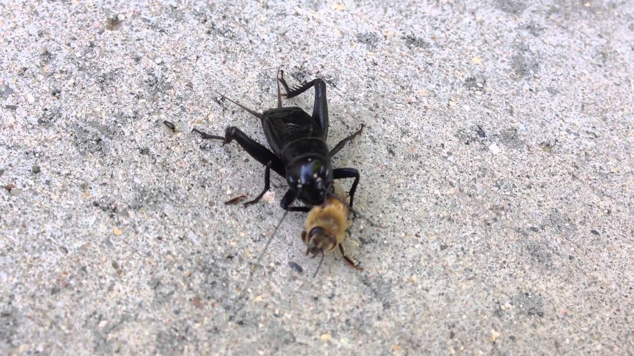 Cricket attacking and eating a live bee - talkingdigitaltv - YouTube