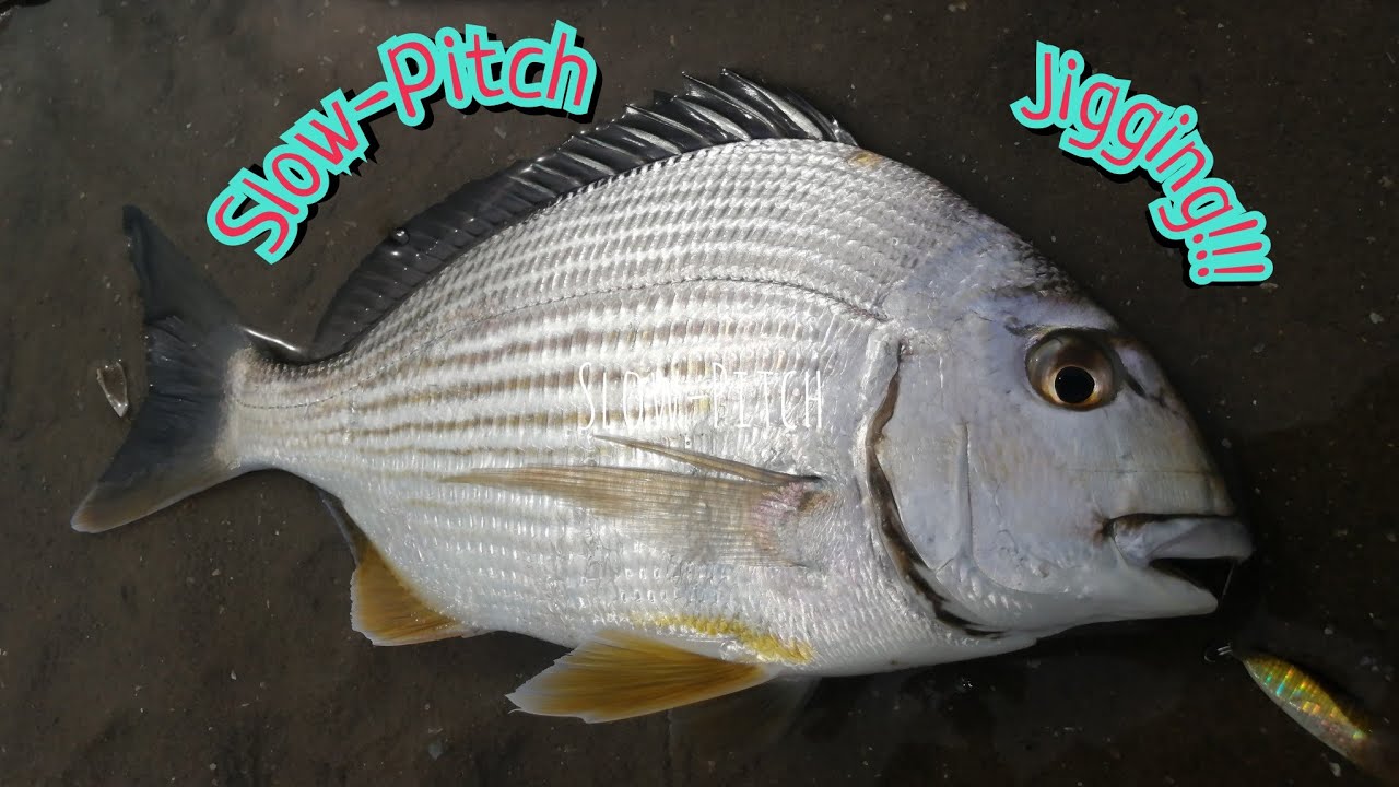 Slow Pitch Jigging: Natal Stumpnose Caught (63rd saltwater specie ...