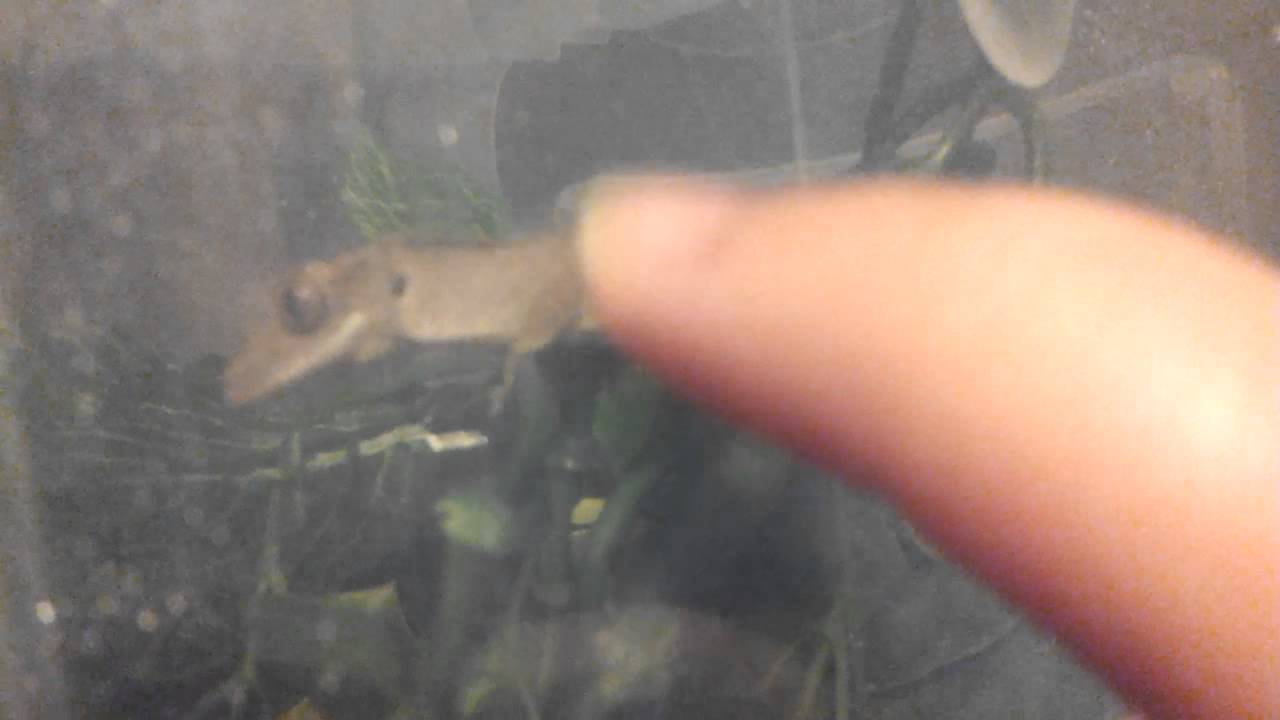 Mushroom - Confused Crested Gecko - YouTube
