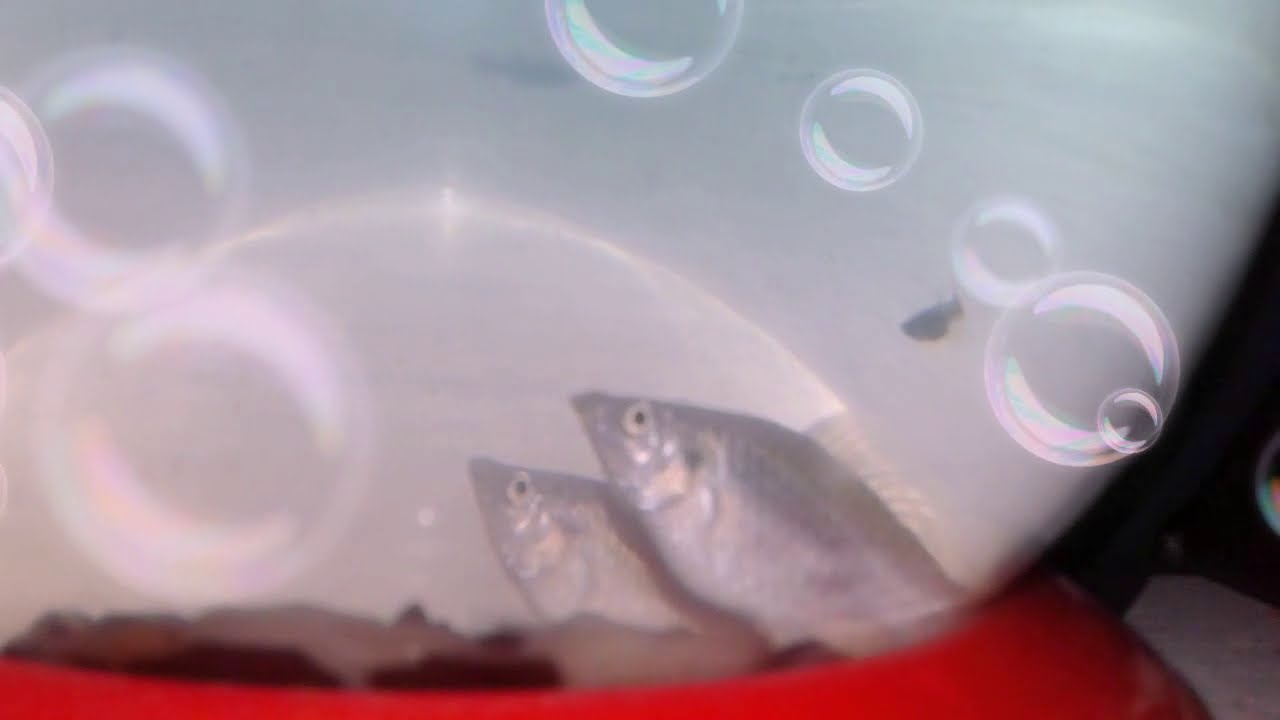 fish give birth - YouTube