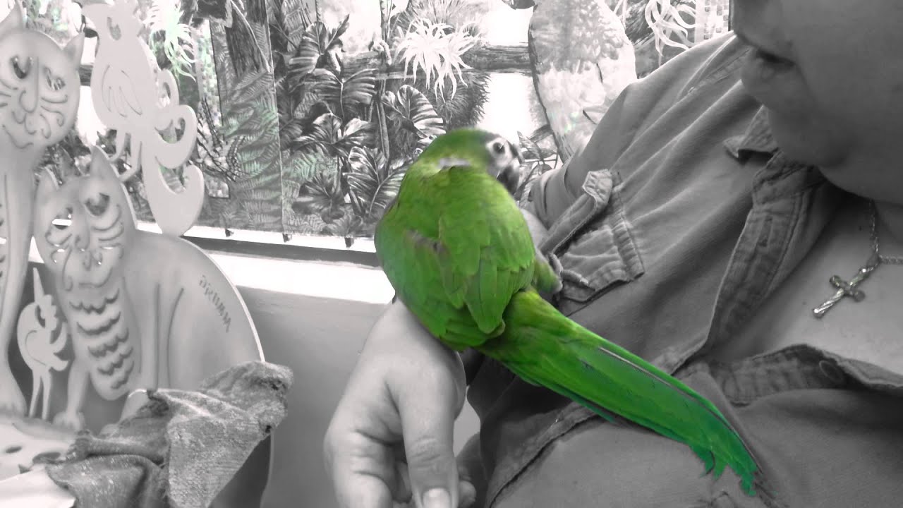 Hahns Macaw. The smallest of the macaw species. - YouTube